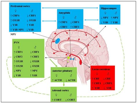 Sex Related Predisposition To Post Traumatic Stress Disorder