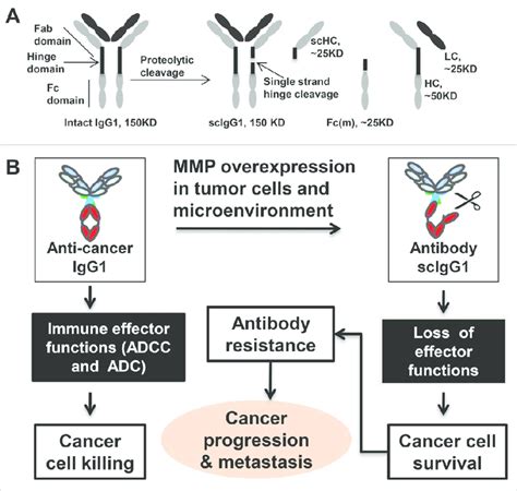 Proteolytic Single Hinge Cleavage Of Igg Antibodies And Its Role In