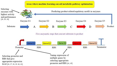 Evaluating The Potential Of Applying Machine Learning Tools To Metabolic Pathway Optimization