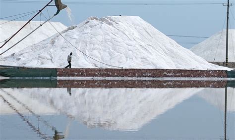 Salt Harvest Global Times