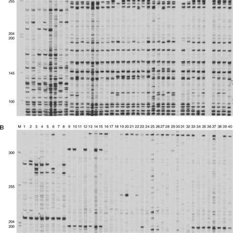 Aflp Fingerprints Generated Using Primer Combinations A E Aggm Caa