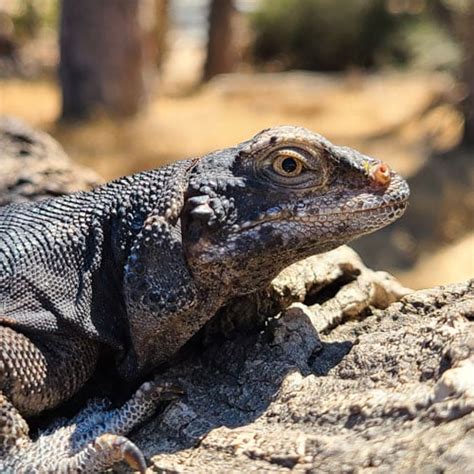 Common Chuckwalla Curiodyssey