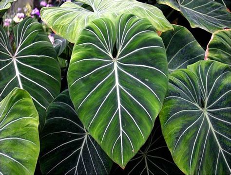 Tropical Monsoon Forests Zafirah