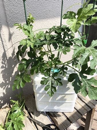 スイカ （夏武輝） （ポンプ式水耕栽培）2 家庭菜園 簡単！