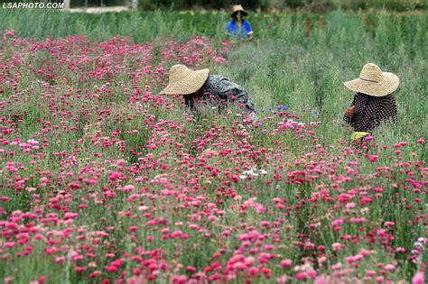Pamje Mbresëlënëse Fermerët E Devollit Mbledhin Lule Ciani Foto News24