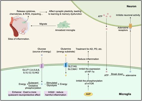 Frontiers Metabolic Interactions In The Brain The Crucial Roles Of