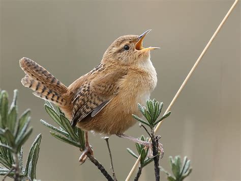 Grass Wren Ebird