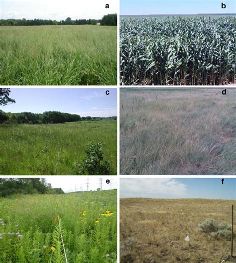 Photographs Taken At Times Of Soil Sampling In 2010 At Switchgrass A