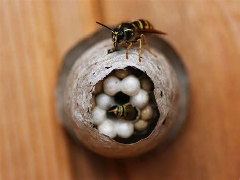 How To Remove A Wasp Nest Dos And Don Ts Dyno Pest