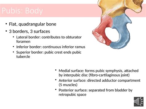 Anatomy Of The Bony Pelvis In Humans Presentation Pptx