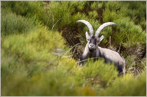 TOM DYRING WILDPHOTO / NN: IBERISK STEINBUKK / IBERIAN IBEX