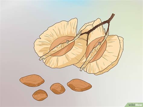 How To Identify Elm Trees