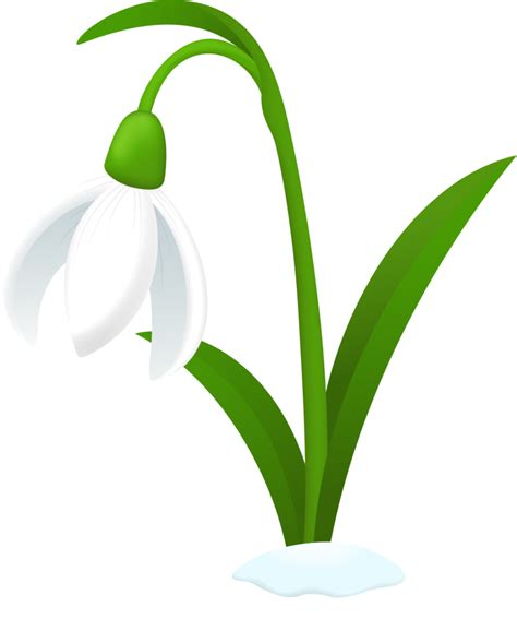 Sinnesorgane Clipart Flower