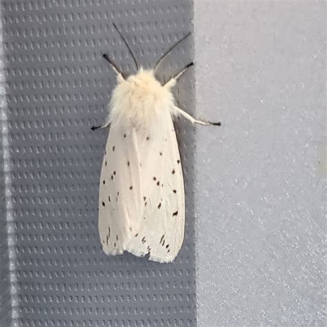 Final June Moths Object Detection Dataset By My Space