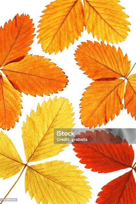 흰색 배경에 고립 된 자연 질감을 가진 다채로운 가을 노란색 딸기 잎 가을 그라디언트 컬러 단풍 질감은 수직 미적 배경 자연의