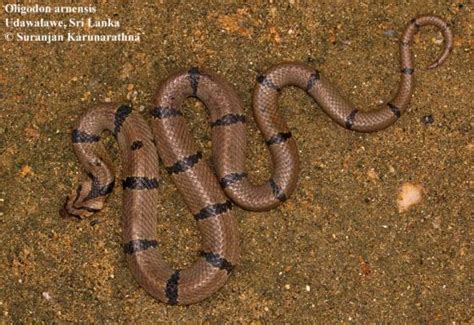 Oligodon Arnensis The Reptile Database