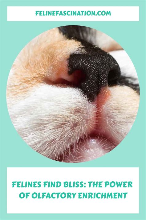 Felines Find Bliss The Power Of Olfactory Enrichment