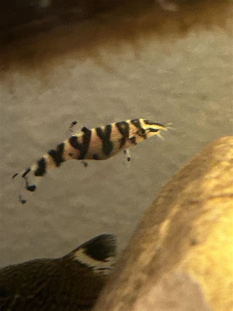 Is My Yoyo Loach Fat Or Is Large Belly Normal For Them R Aquariums