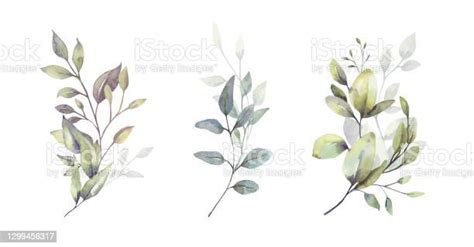 수채화 꽃 일러스트 세트 녹색 잎 가지 꽃다발 컬렉션 결혼식 고정 인사말 배경 화면 패션 배경 유칼립투스 올리브 녹색 잎 등 결혼식에 대한 스톡 벡터 아트 및 기타 이미지