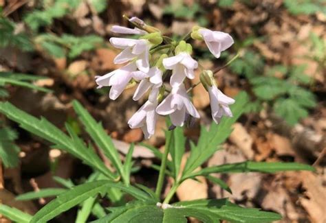 Spring Ephemerals 10 Early Spring Wildflowers Found In The Woods
