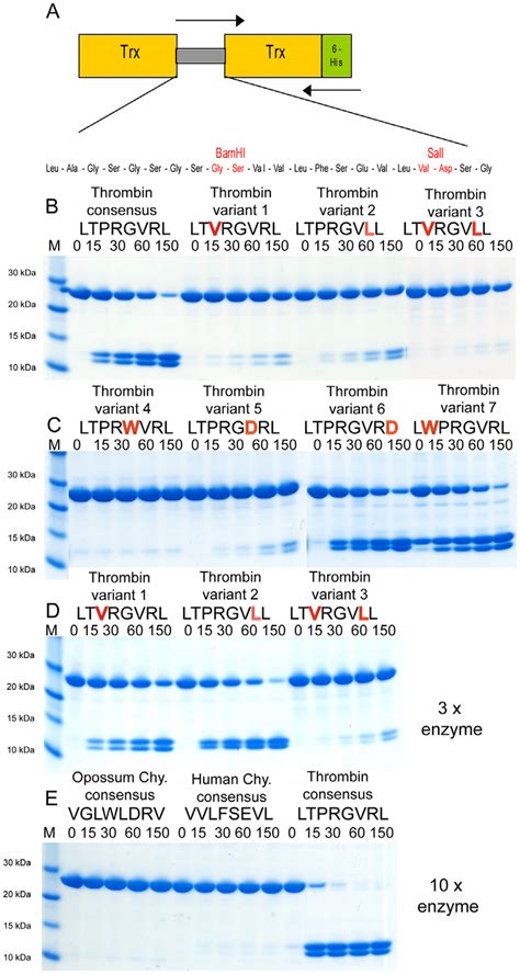 Analysis Of The Cleavage Specificity By The Use Of New Types Of Download Scientific Diagram