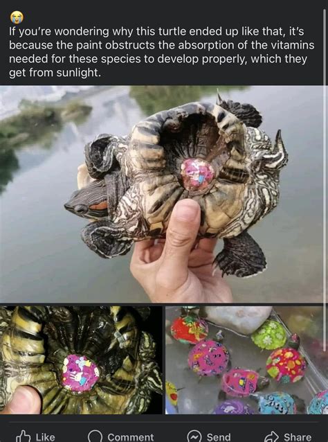 Painted Shell Turtle Rturtles