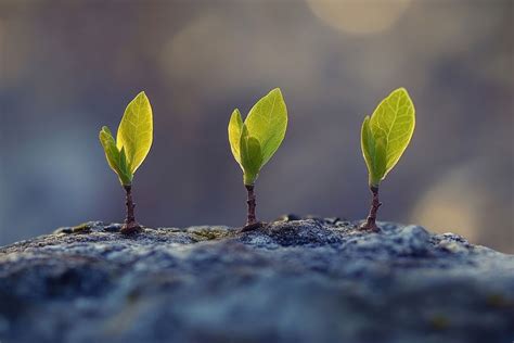 Tree Growth Three Steps Sprouts Free Photo Rawpixel