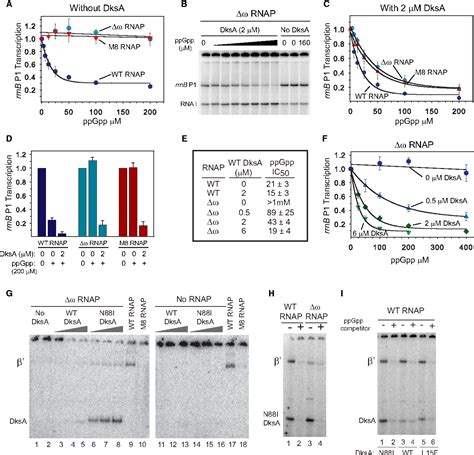 Figure 1 From Ppgpp Binding To A Site At The Rnap Dksa Interface Accounts For Its Dramatic