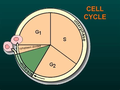 Ppt Why Cells Divide Ii 1 1 Ppt