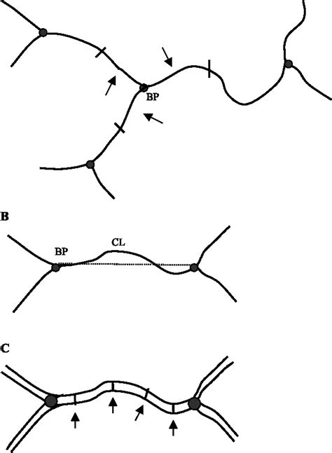 Figure 1 From A New Method For The Investigation Of Capillary Structure