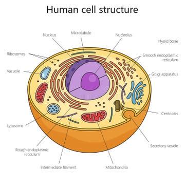 Human Cell Structure Diagram Medical Science Stock Illustration