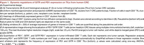 Figure 1 From Optimal Target Saturation Of Ligand Blocking Anti Gitr