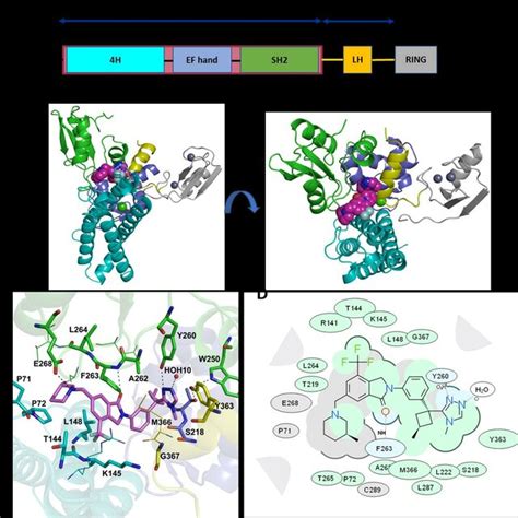 X Ray Crystal Structure Of Cbl B N Terminal Fragment Bound To C7683