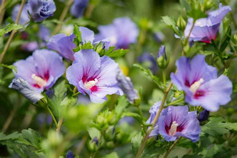 14 Beautiful Types Of Purple Hibiscus Flowers Petal Republic