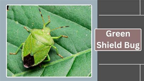 15 Types Of Green Insects With Identification And Pictures