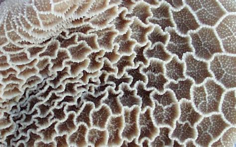 Reticulum Anatomy ~ Everything You Need To Know With Photos Videos