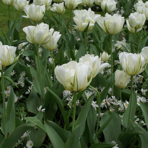 Tulipa Exotic Emperor®