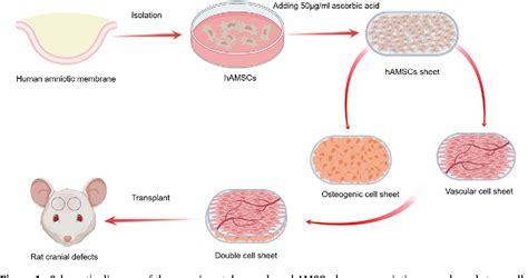 Figure 1 From Construction Of Biomimetic Cell Sheet Engineered Periosteum With A Double Cell
