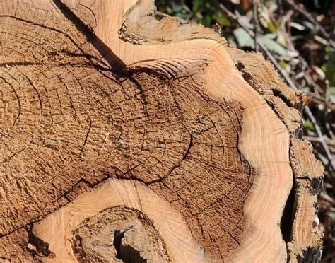 Le Bois De Cœur Ou Duramen Un Mort Vivant Zoom Nature