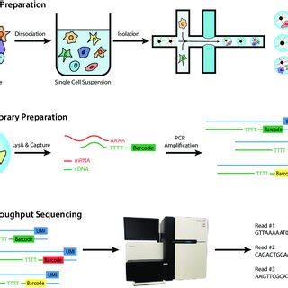 PDF A Beginner S Guide To Single Cell Transcriptomics