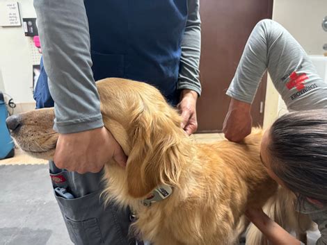 Veterinary Clinic Schumacher Veterinary Hospital Las Cruces
