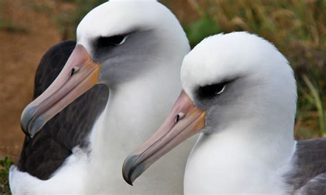 Wandering Albatross Compared Human