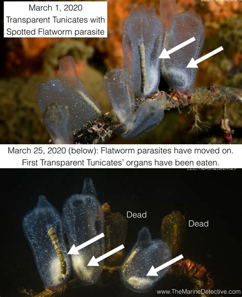 Tunicates Your Distant Cousins The Marine Detective