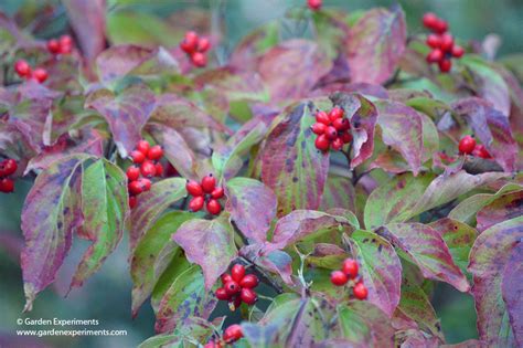 Five Trees With Amazing Fall Leaf Color In The Southeast