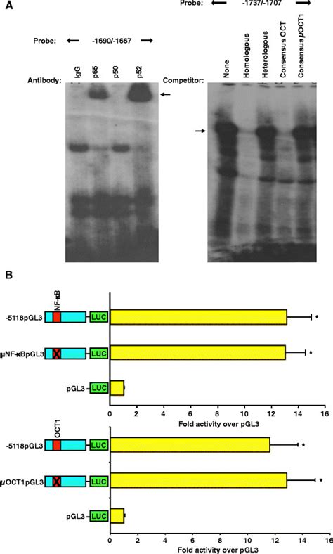 the putative nf κb and oct1 binding sites in the upstream enhancing