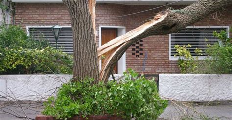 How To Kill A Tree Cheap And Quickly