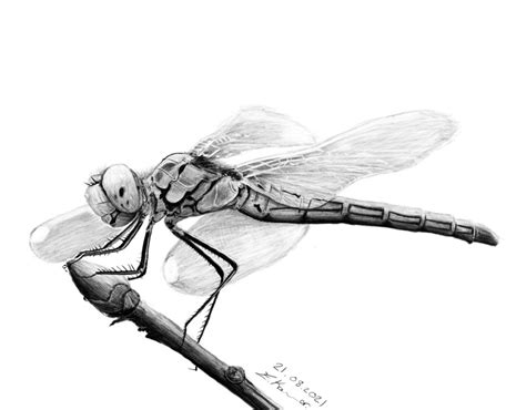 Fun With Adobe Fresco On Behance