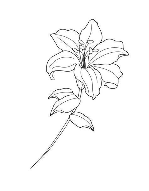 Lily Coloring Pages Free Printable Pdf