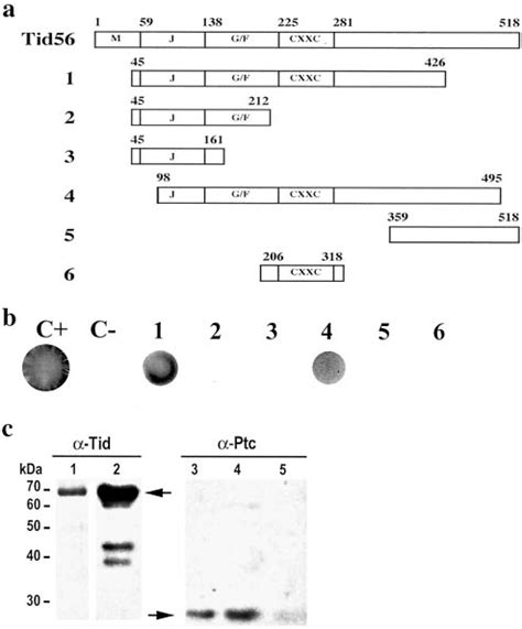 Tid47 Interacts In Vivo With The Cytosolic C Terminal Part Of The Ptc