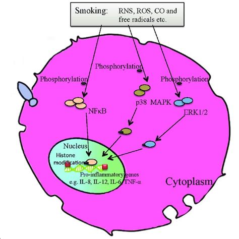 A Molecular Model Of Pro Inflammatory Signaling Pathways Activated By